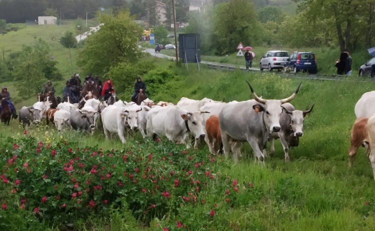 Ufficiale: la Transumanza è Patrimonio culturale dell'Unesco. Esulta la ...